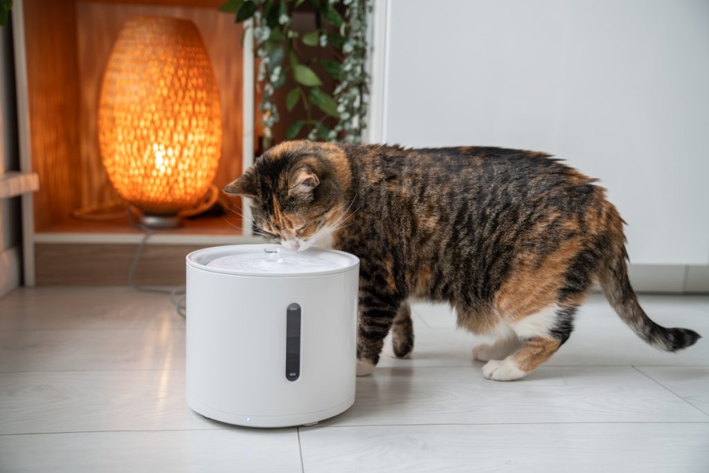 Comparatif des meilleures fontaines à eau silencieuses pour chats en 2024